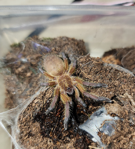 Harpactira Pulchripes 1.5" Golden Blue leg | Cilla's Spooders