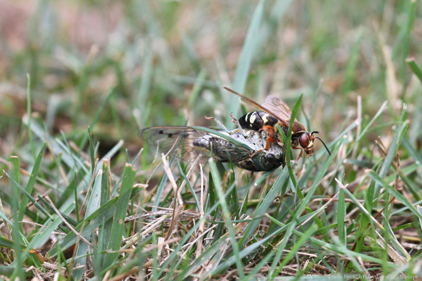 Cicada Killer Wasp vs Asian Giant Hornet-What's the Difference?