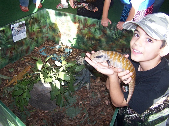 Wildlife Displays | feature-creatures