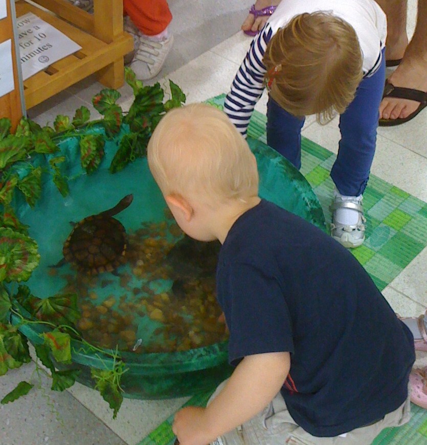 Wildlife Displays | feature-creatures