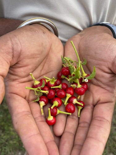Wiri Wiri Pepper seeds | plantsages.com