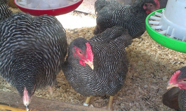 OUR CAMBAR JOURNEY | cambar-chickens