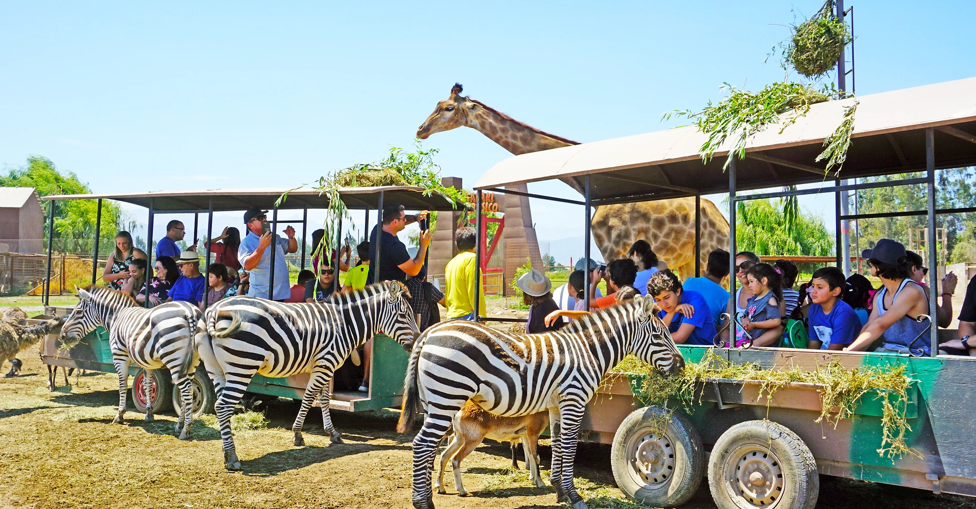 PARQUE SAFARI RANCAGUA | Dreams Come Tour