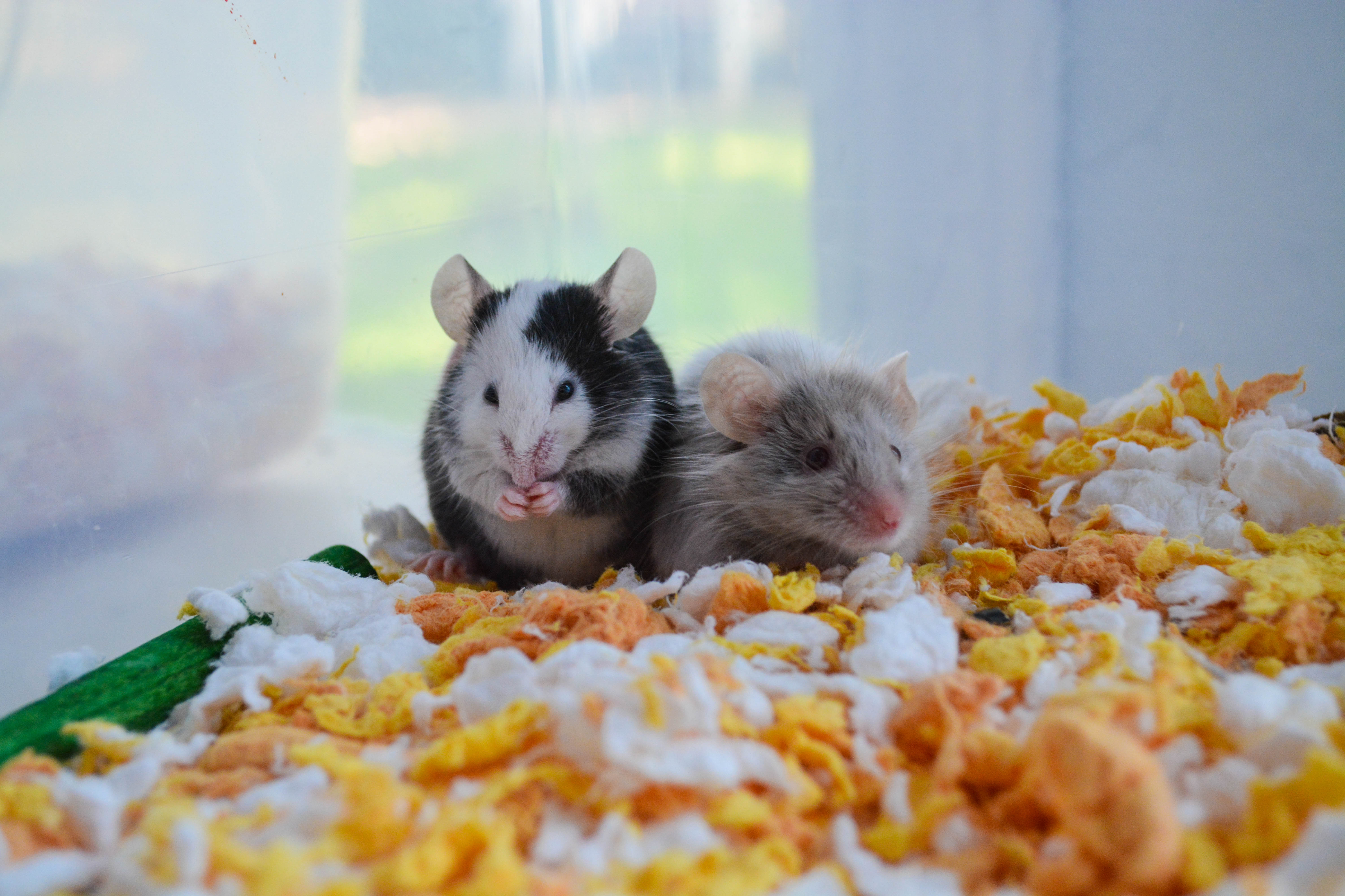 Southern Charm Mousery | Texas Mouse Breeder