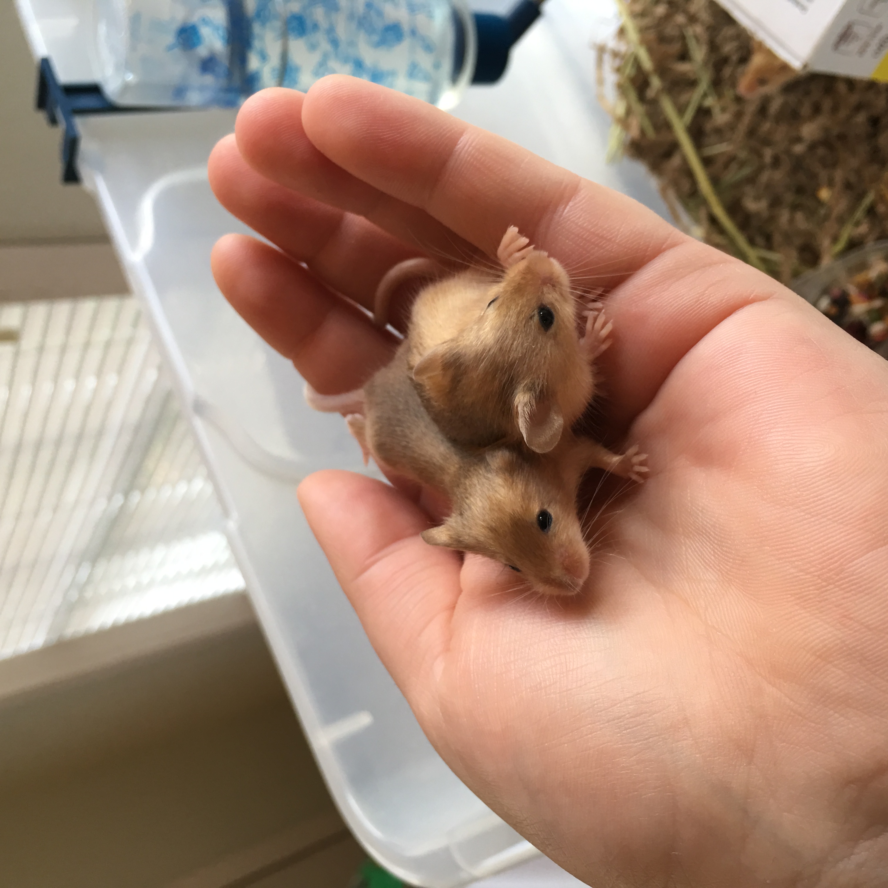 Southern Charm Mousery | Texas Mouse Breeder