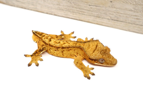 Yellow Phantom Male | mysite