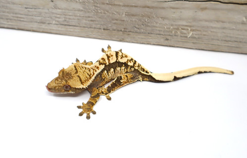 Dark Extreme Harlequin Female | mysite