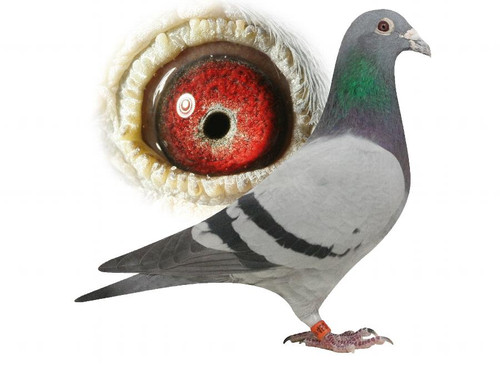 RACING PIGEON 16 VIP 452 BREEDER OF WINNERS | My Vxw Site Bj5eb6