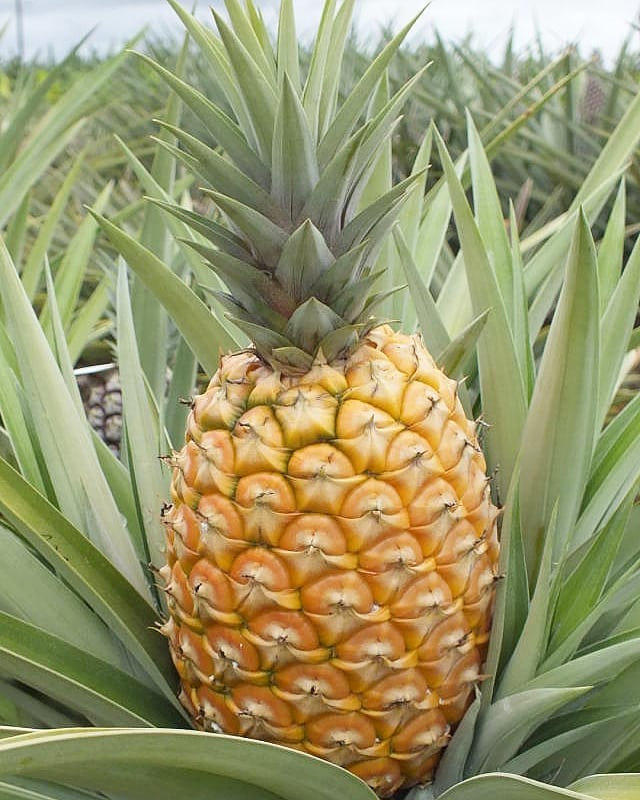 Abacaxi BRS Vitória