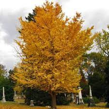 Summer Shimmer Aspen | circledfarmsales