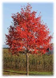 Northwood Maple | circledfarmsales