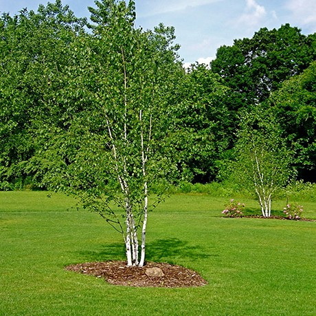 River Birch Clump | circledfarmsales