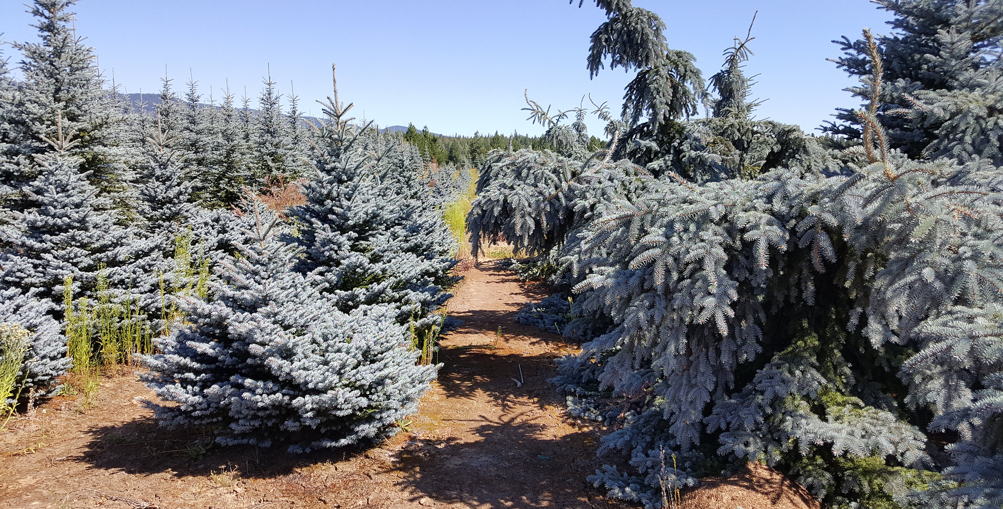Montgomery Spruce | circledfarmsales