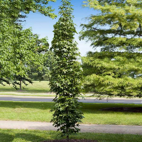 Columnar Sweetgum | circledfarmsales