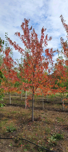 Sensation Maple | circledfarmsales