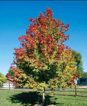 Sensation Box Elder | circledfarmsales