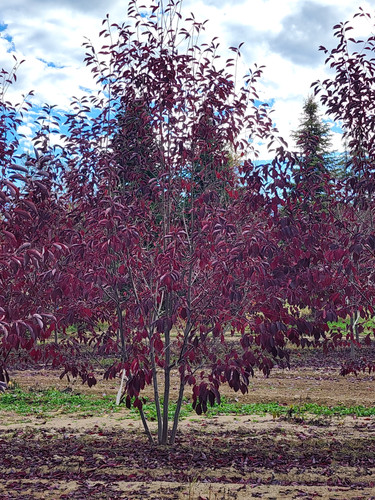 Canada Red Chokecherry multistem | circledfarmsales