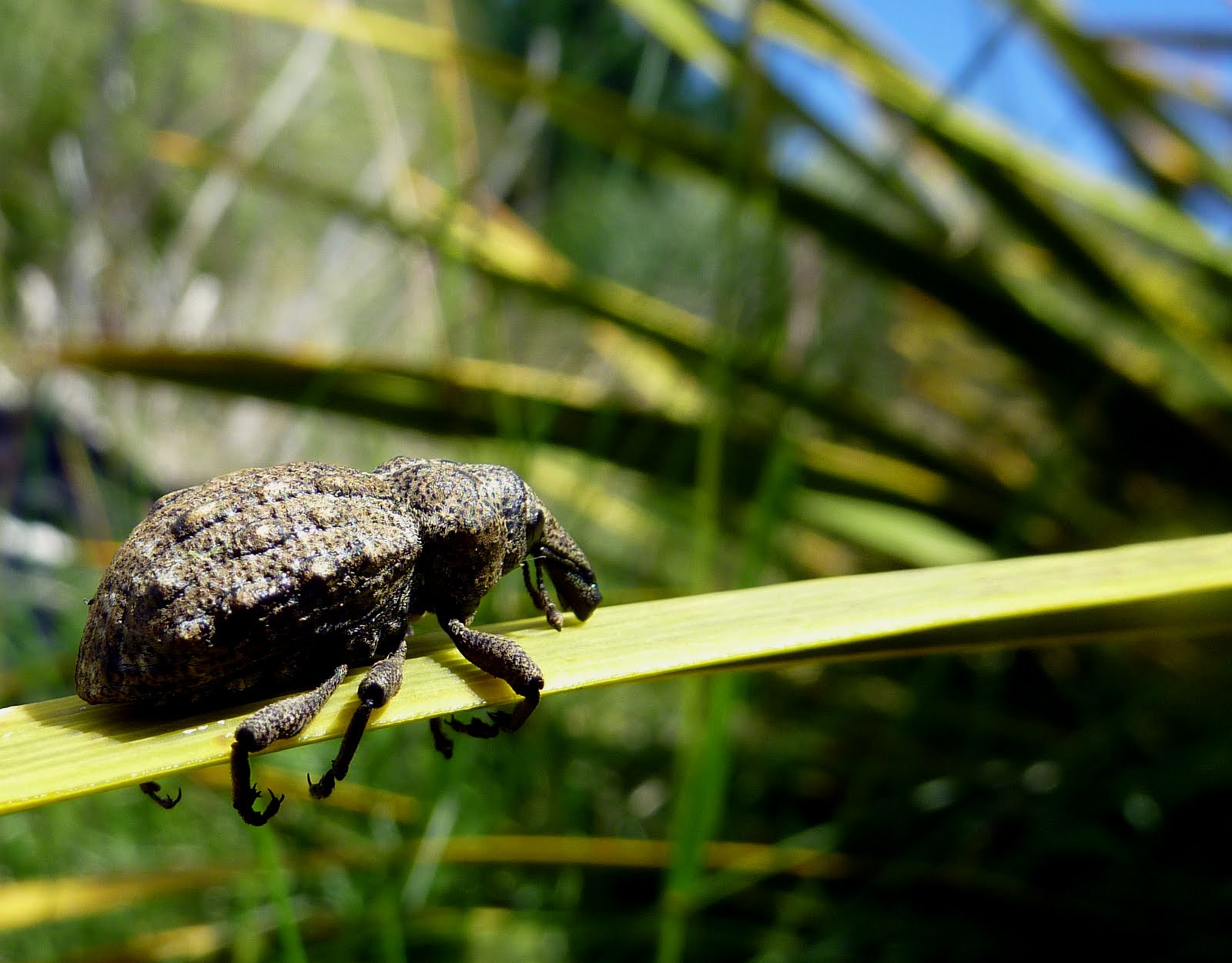Endangered Insect Facility | Endangered Species Foundation