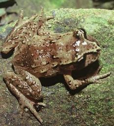 Frogs | Endangered Species Foundation