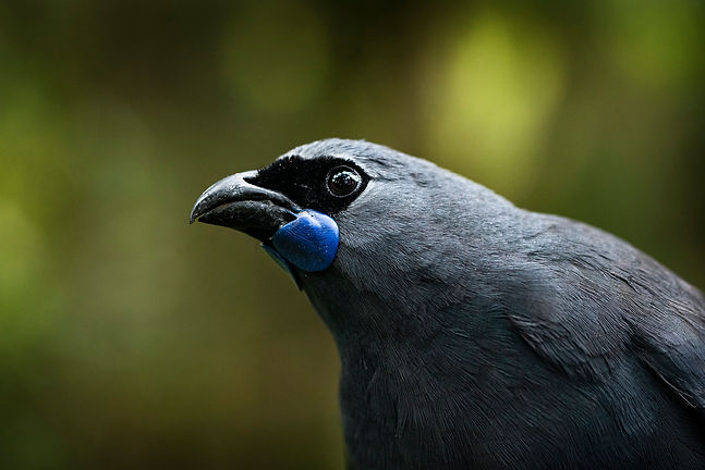 About Kōkako | KEEP | Restoring Kōkako Habitats