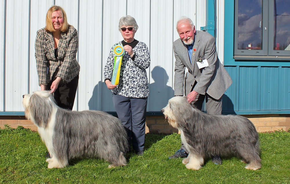 Wilson won his first CC and Best in Show at Eastern Bearded Collie Club ...