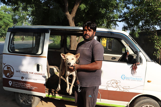 Home | Safe House For Animals