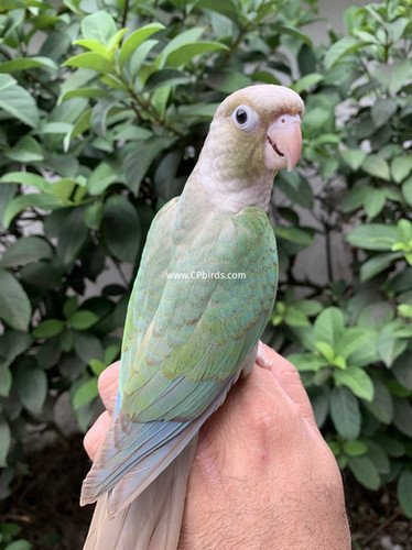 Pineapple Turquoise Conure Green Cheek Conure | CPbirds.com