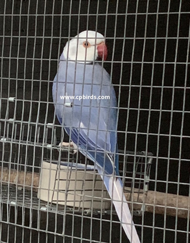 Ringneck Aqua Blue Lacewing (White Head & Light Blue Body) | CPbirds.com