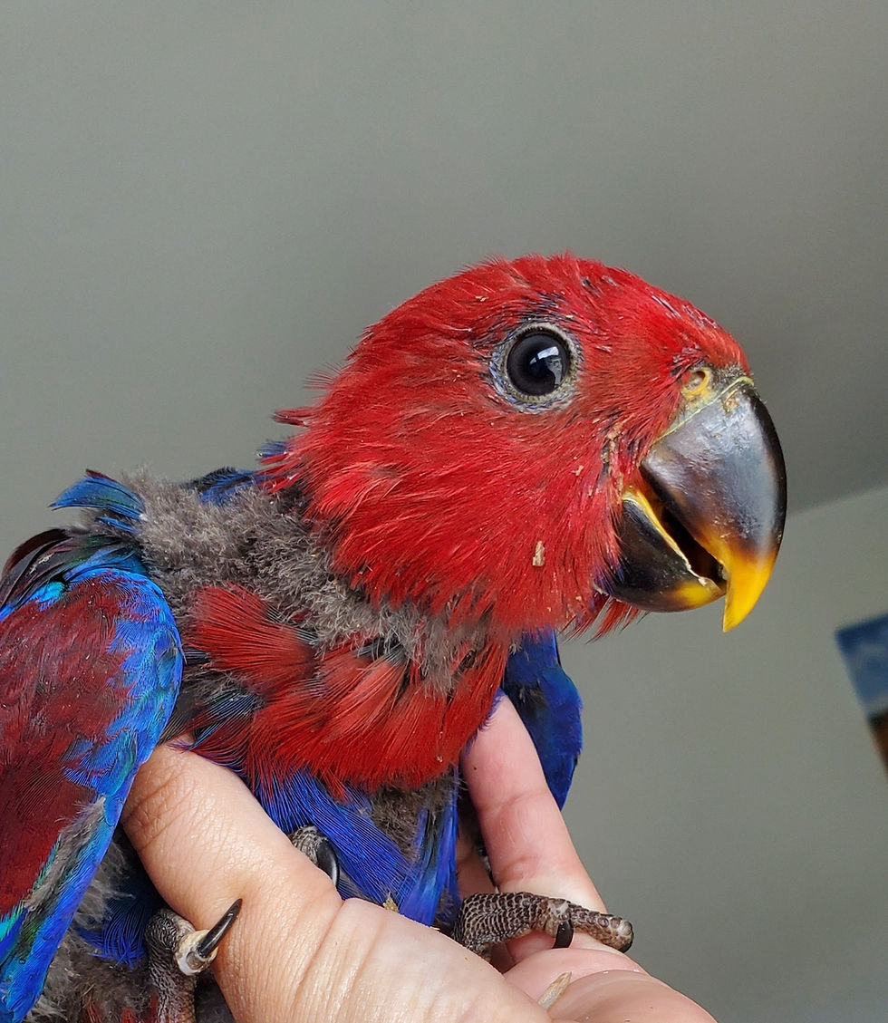 Eclectus Baby Female | Mini Macaws and More