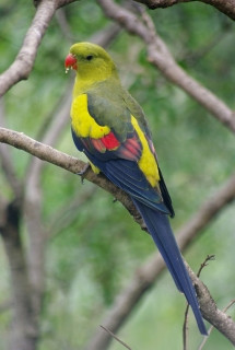 Regent Rock Pebbler Parrot Breeding Pair | CPbirds.com