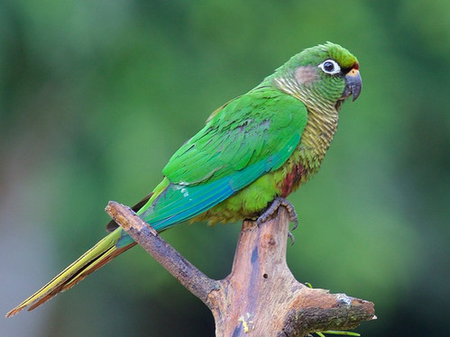 Conure Maroon Bellied Baby | CP Birds