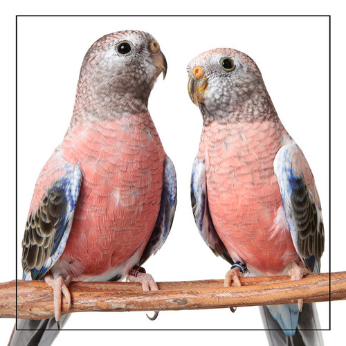 Rosey Bourkes | CPbirds.com