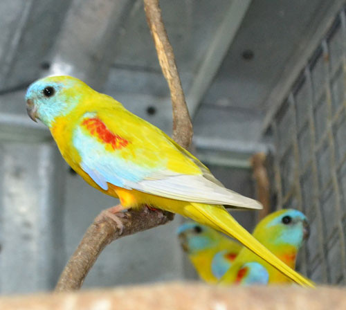 Breeding Pair Turquoise Parakeets | CPbirds.com