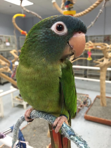 Conure Blue Crown | CPbirds.com