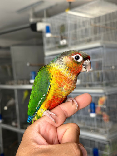 Green Cheek High Red Yellow Sided Conure | CPbirds.com