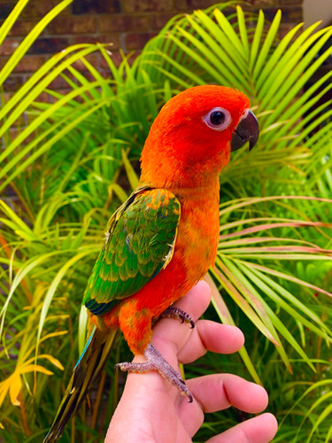 Sun Conure Red Factor Adult | CP Birds