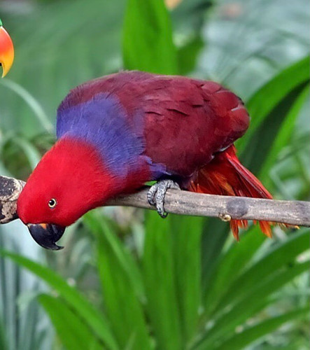 Eclectus Baby - Female | CPbirds.com