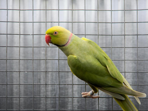 Indian Ringneck Lime Green Yellow Head Baby | CP Birds