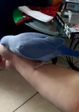 violet indian ringneck talking