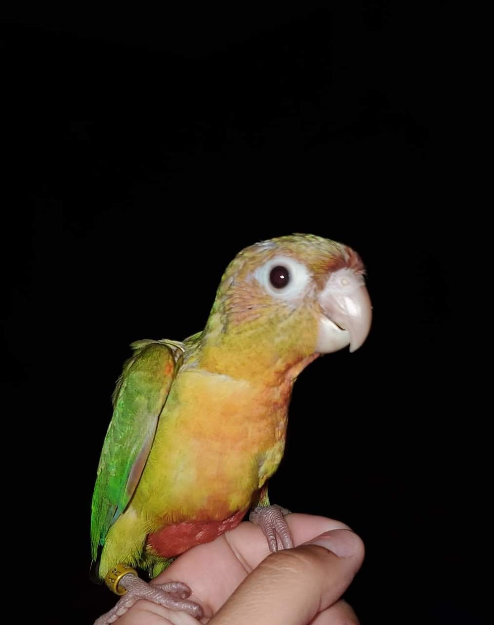 Parrots for Sale | Mini Macaws and More 2/2