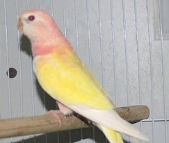 Lutino Rosey Bourke | CPbirds.com