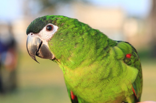 Hahns Macaw | CPbirds.com