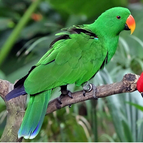 Eclectus Baby Male | CPbirds.com