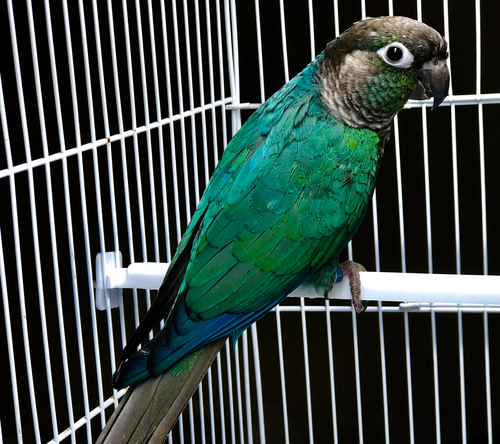 Turquoise Green Cheek Conure | CP Birds
