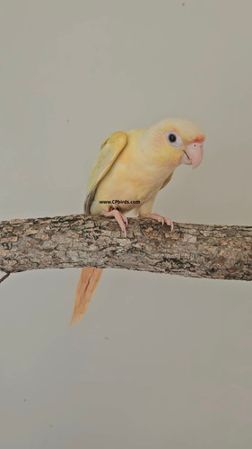 Moon Cheek Conure Baby | CPbirds.com