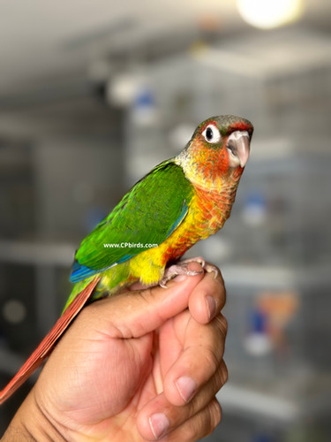 Breeding Pair Fancy Green Cheek Conures | CP Birds