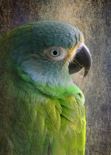Dusky Conure | CP Birds