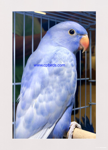 violet ringneck parakeet