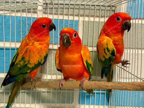 Sun Conure Red Factor Baby | CPbirds.com