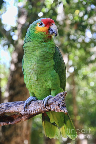 Red Lored Amazon | CPbirds.com